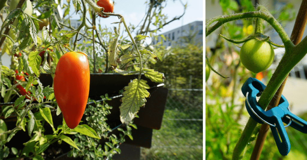 Hochbeet-Pflanzen - Wertvolle Planz-Tipps für die Ackerwinde